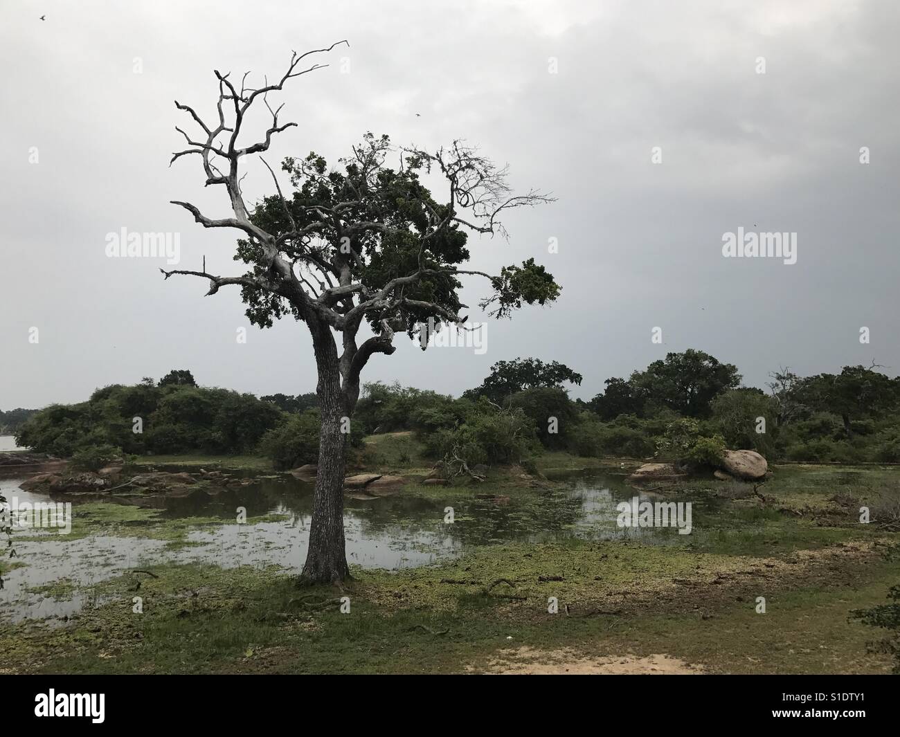 Strange tree hi-res stock photography and images - Alamy