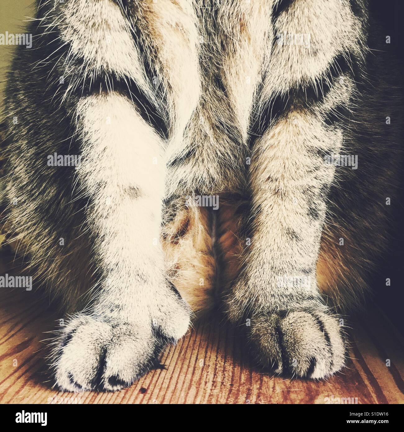 Big fuzzy tabby paws Stock Photo - Alamy