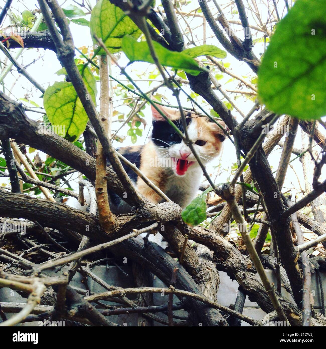 A cat in the green bushes showing anger with open mouth and tongue out ...