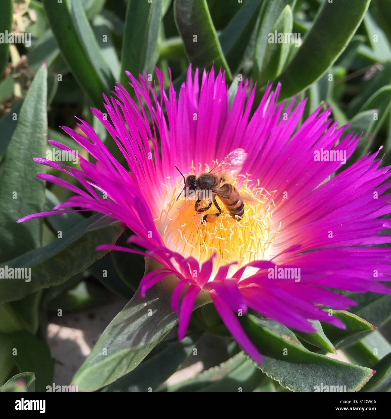 Bee pollenating a flower hi-res stock photography and images - Alamy