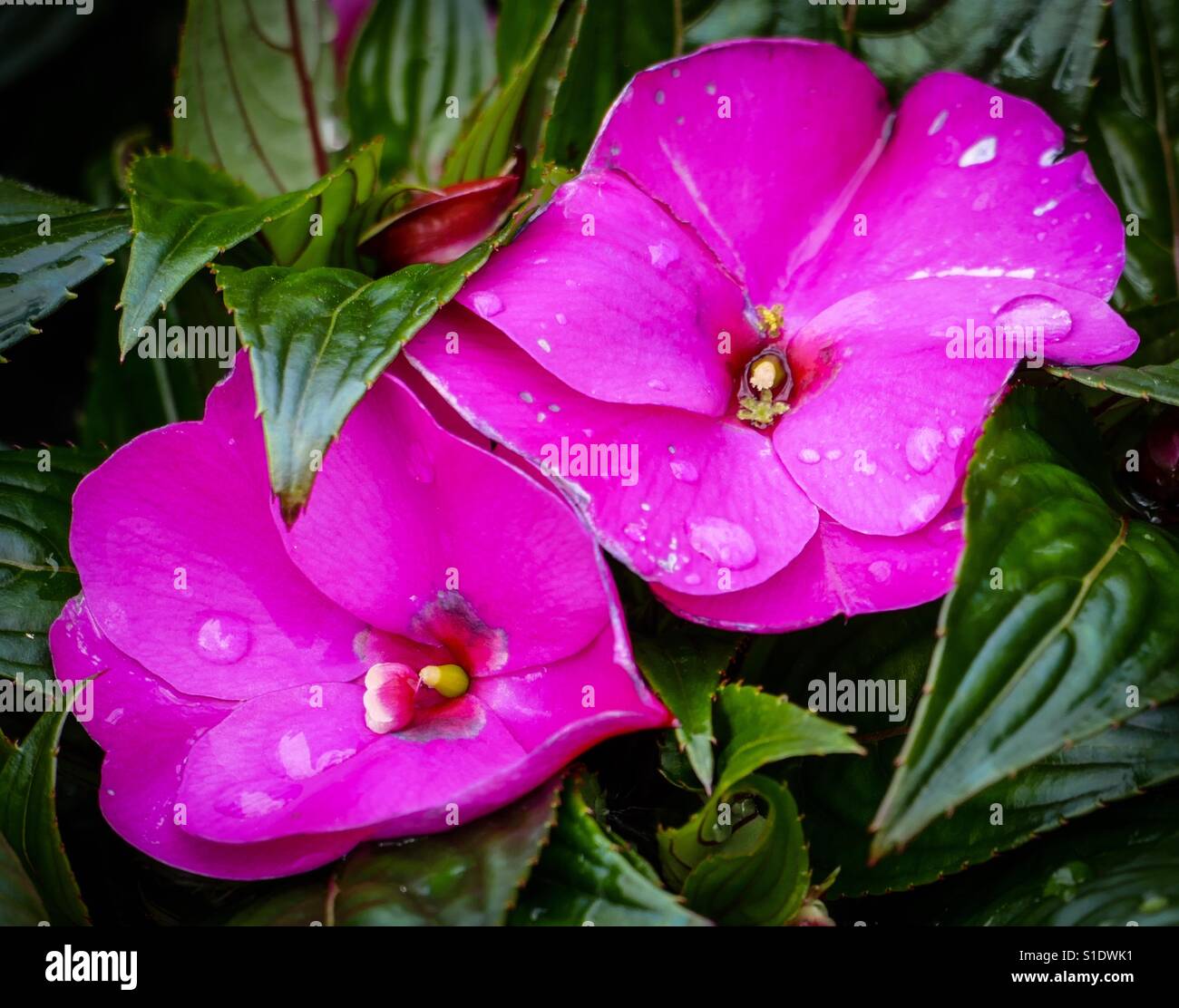 New guinea impatiens hi-res stock photography and images - Alamy