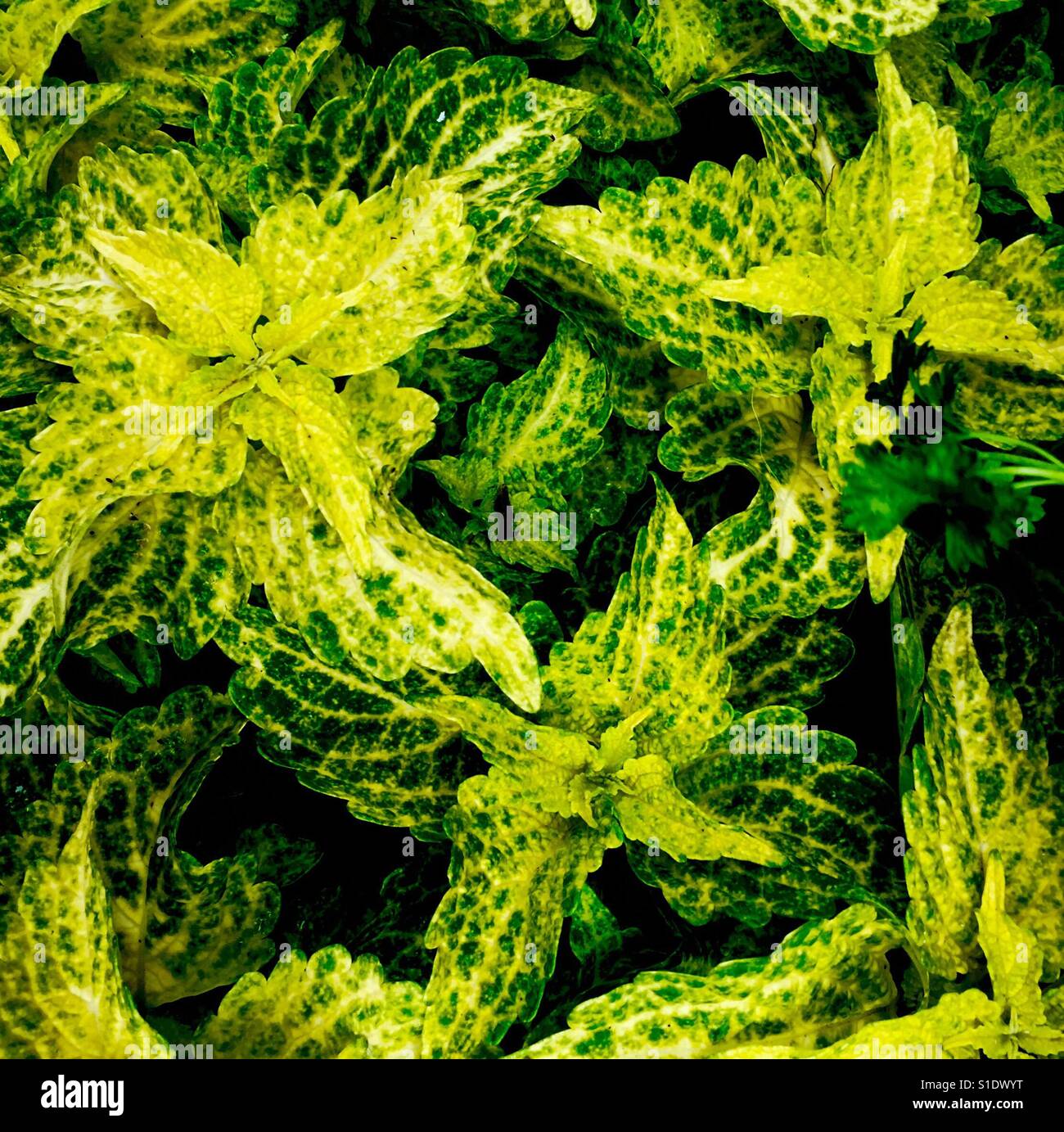 Gorgeous Variegated Green Coleus "Main Street Riverwalk Stock Photo - Alamy