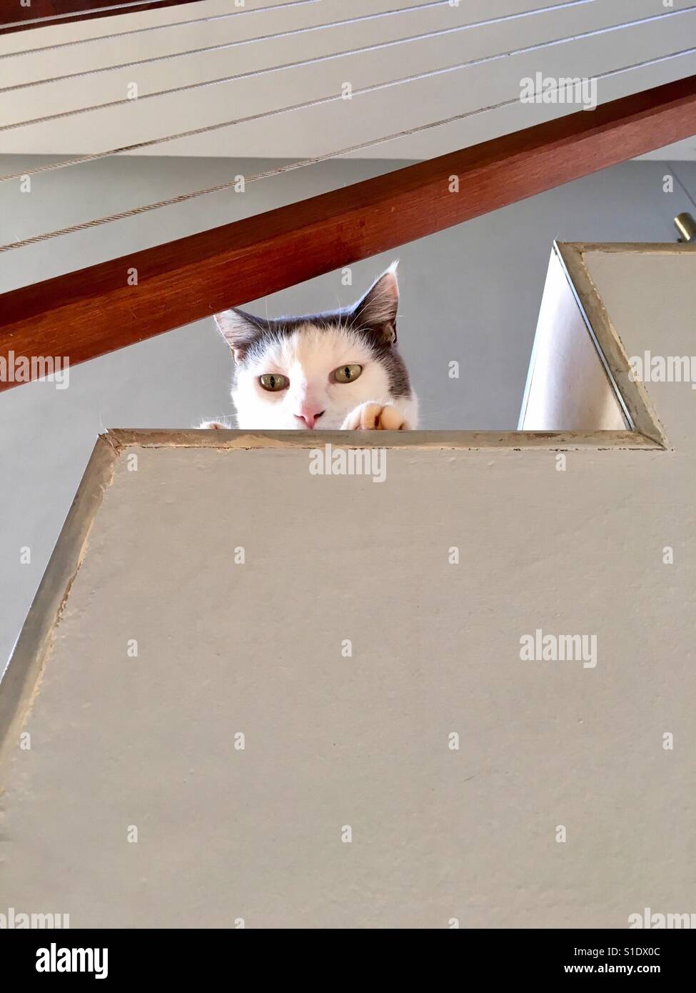 Paw over edge hi-res stock photography and images - Alamy