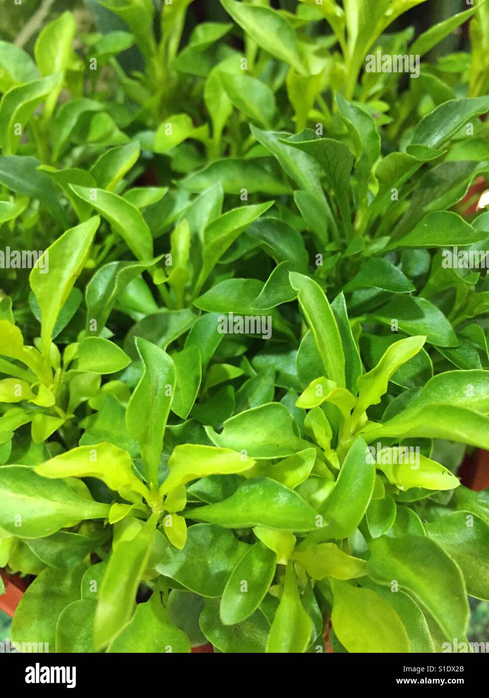 Green color leaf plants Stock Photo - Alamy