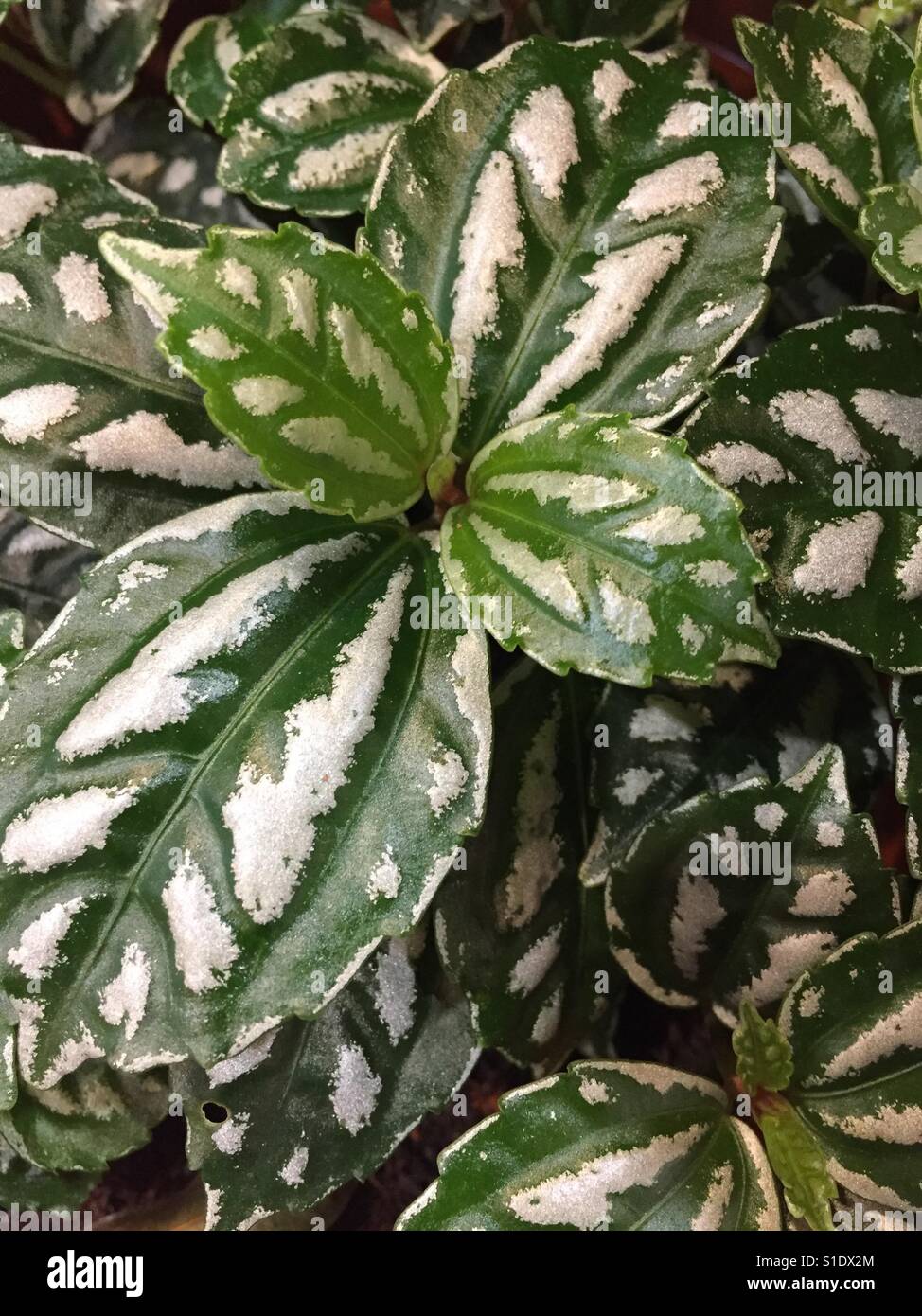 Bi-color pattern leaf plant Stock Photo - Alamy
