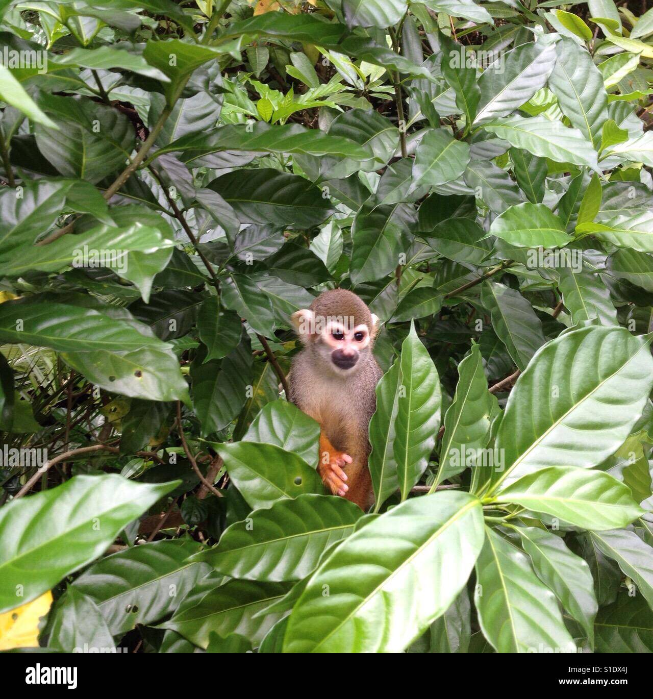 15 inch monkey hi-res stock photography and images - Alamy