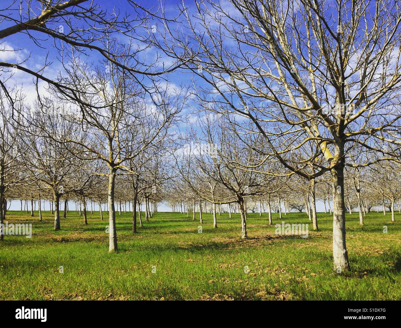 Walnut Grove Stock Photos & Walnut Grove Stock Images - Alamy