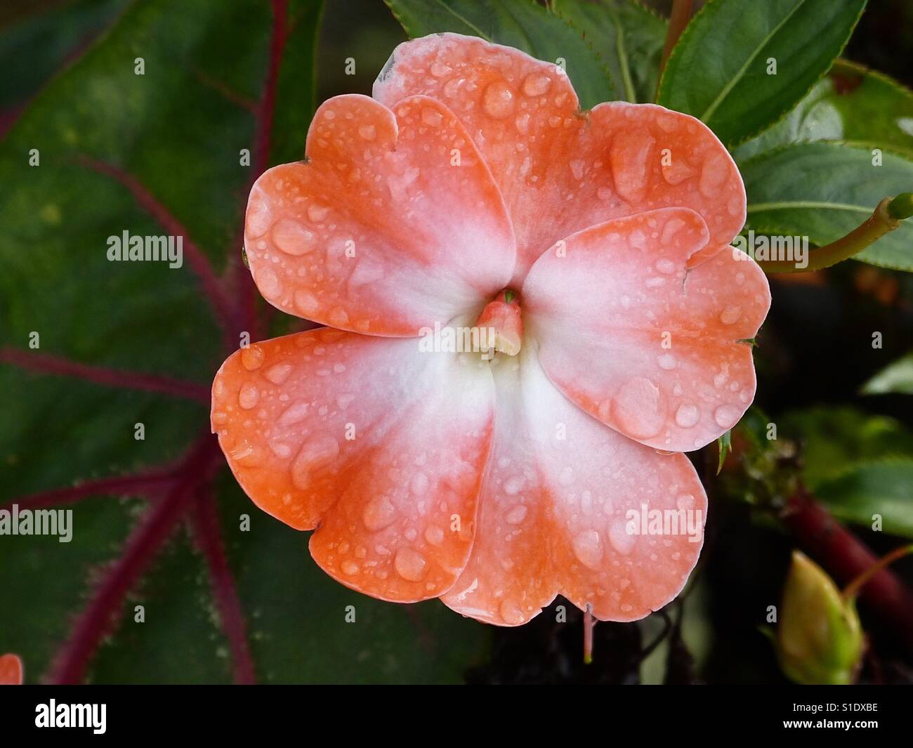 Ecuador en ecuador hi-res stock photography and images - Alamy
