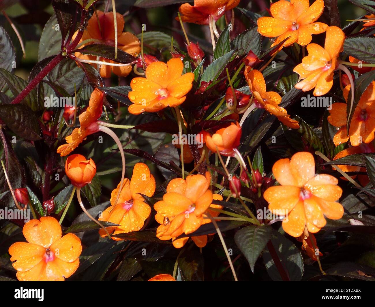 Flore en Mindo Stock Photo - Alamy