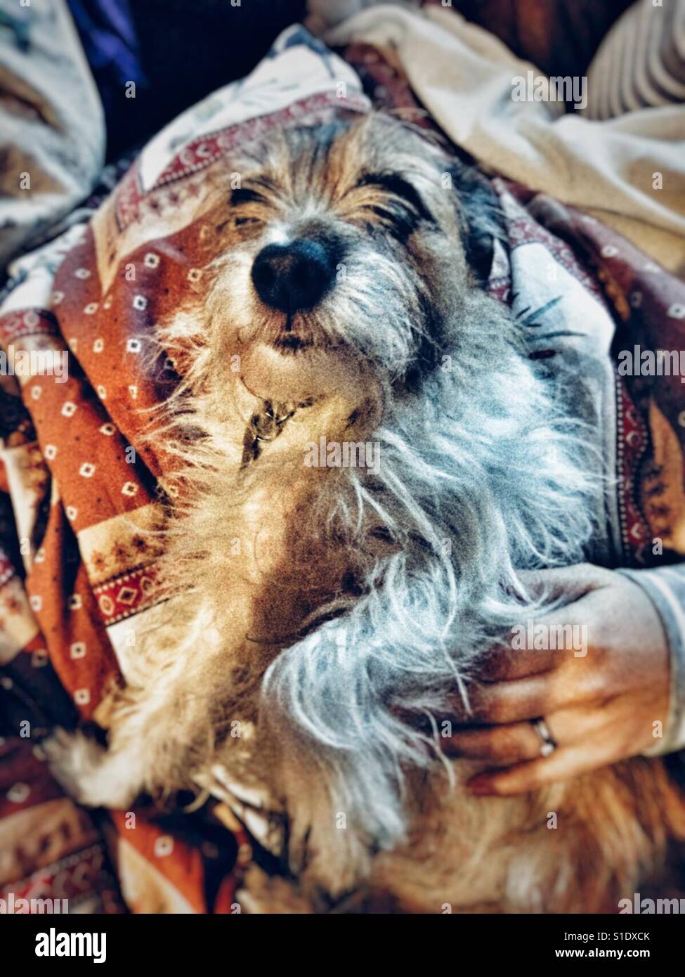 Cuddles with Meeksy Stock Photo - Alamy