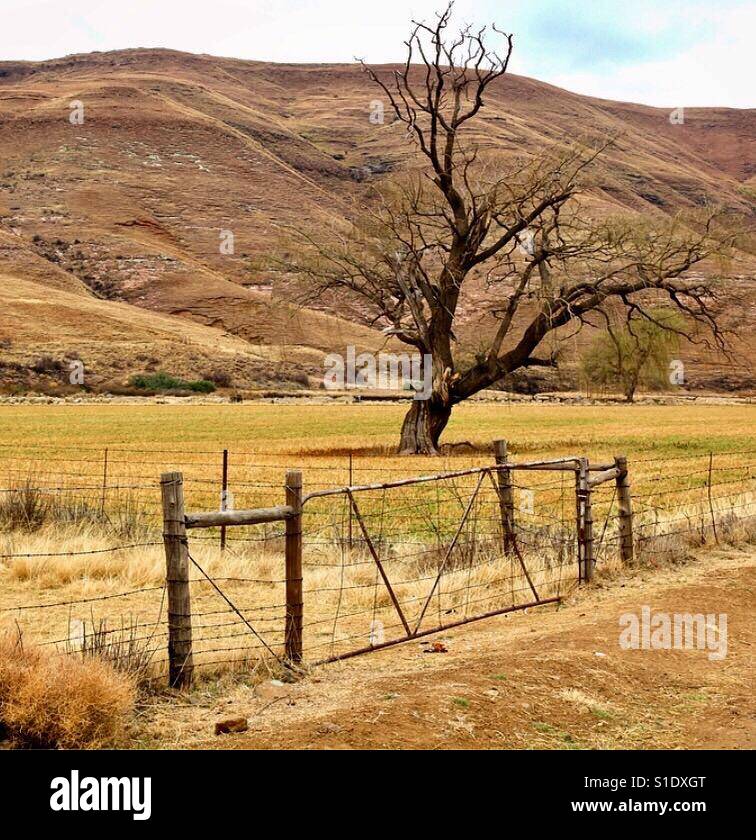 Gate fence farm tree hi-res stock photography and images - Alamy