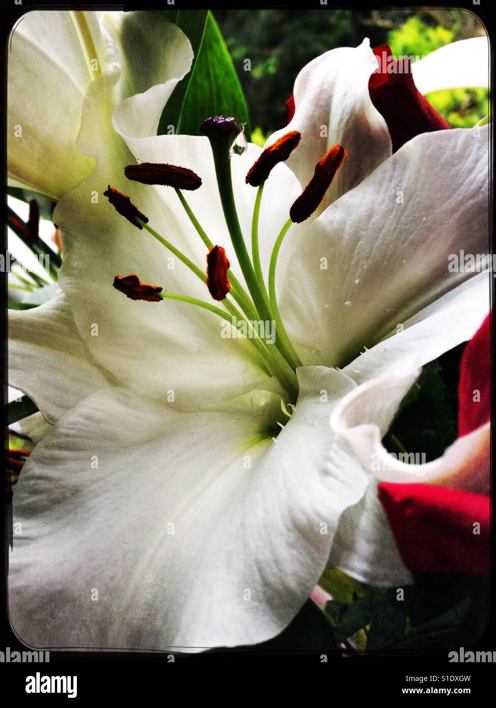 Pure White Lily High Resolution Stock Photography and Images - Alamy
