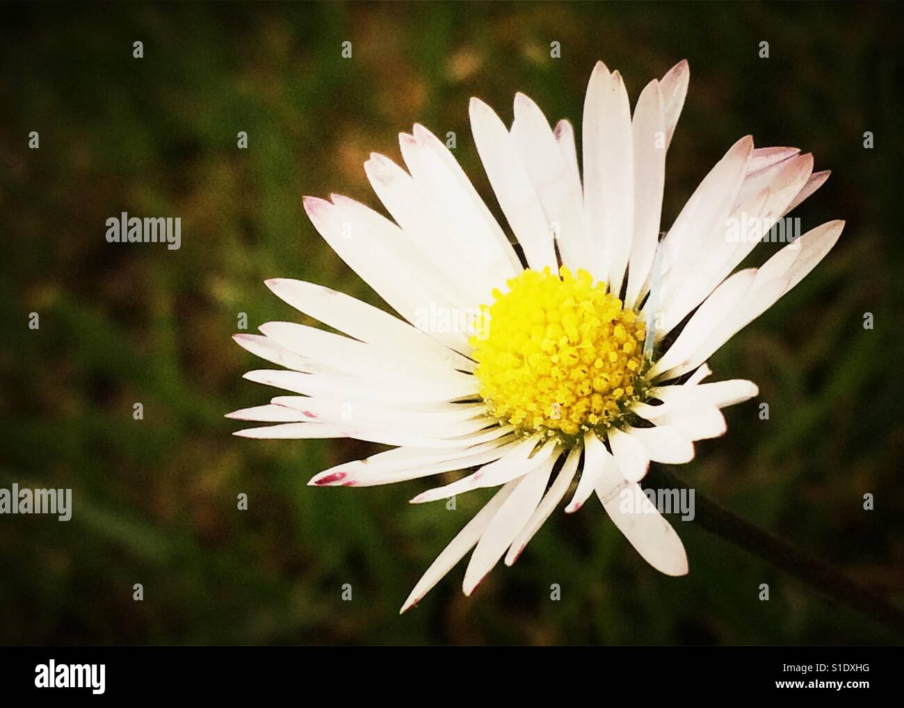 Daisy head hi-res stock photography and images - Alamy