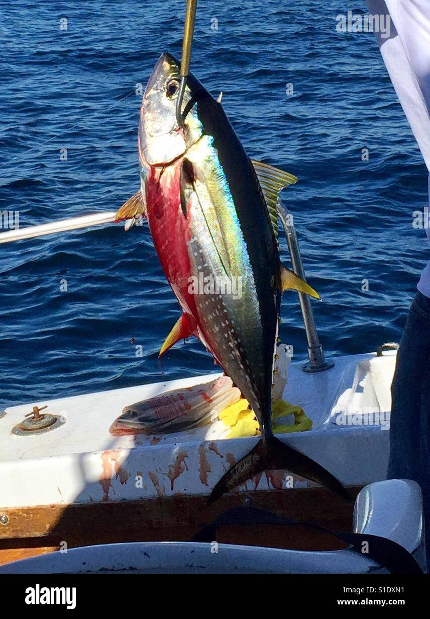 The perfect catch hi-res stock photography and images - Alamy