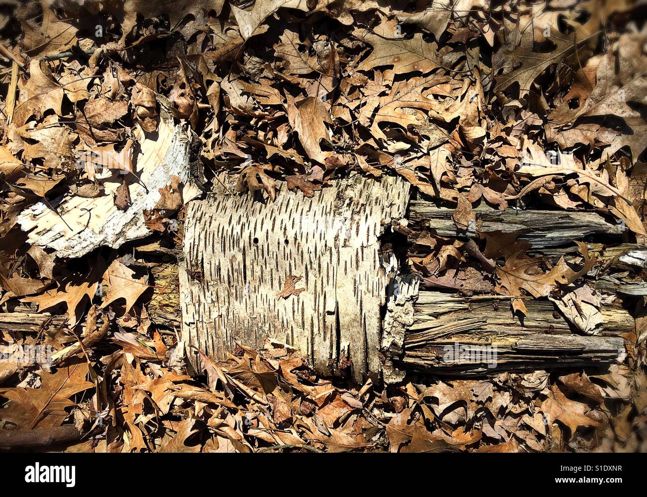 Rotting Tree Branch High Resolution Stock Photography and Images - Alamy