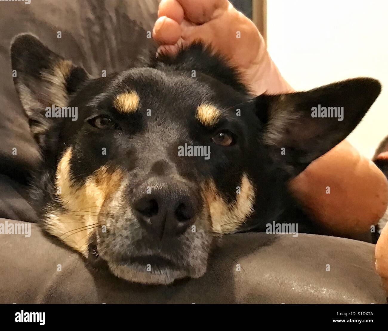 Contented dog hi-res stock photography and images - Alamy