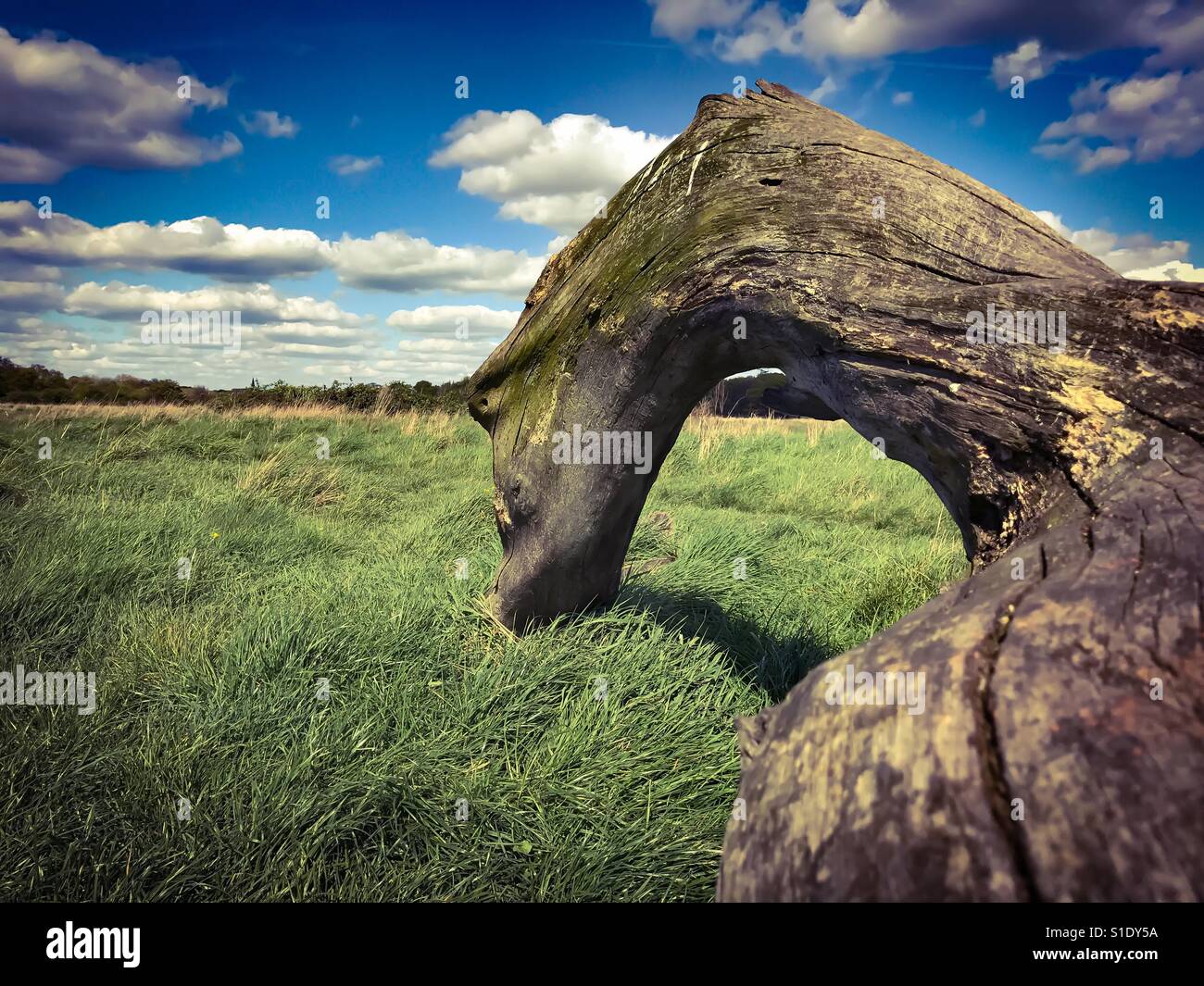 Twisted Tree Trunk Stock Photos & Twisted Tree Trunk Stock Images - Alamy