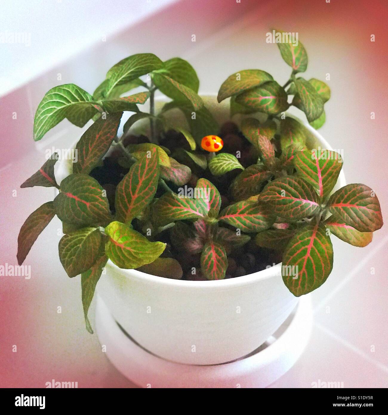 Little plant hi-res stock photography and images - Alamy