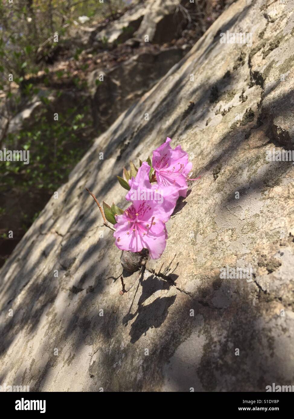 Rhododendron mucronulatum, Azalea Stock Photo - Alamy