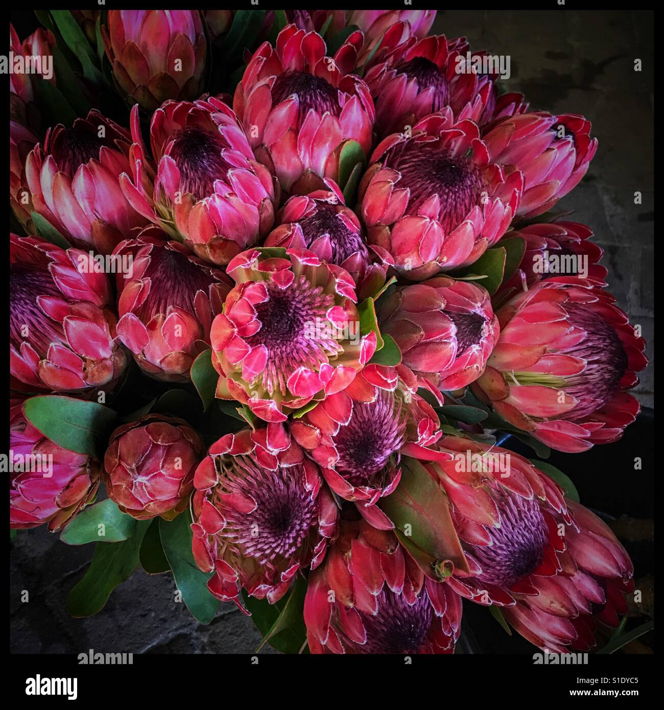 Red Protea flowers Stock Photo - Alamy