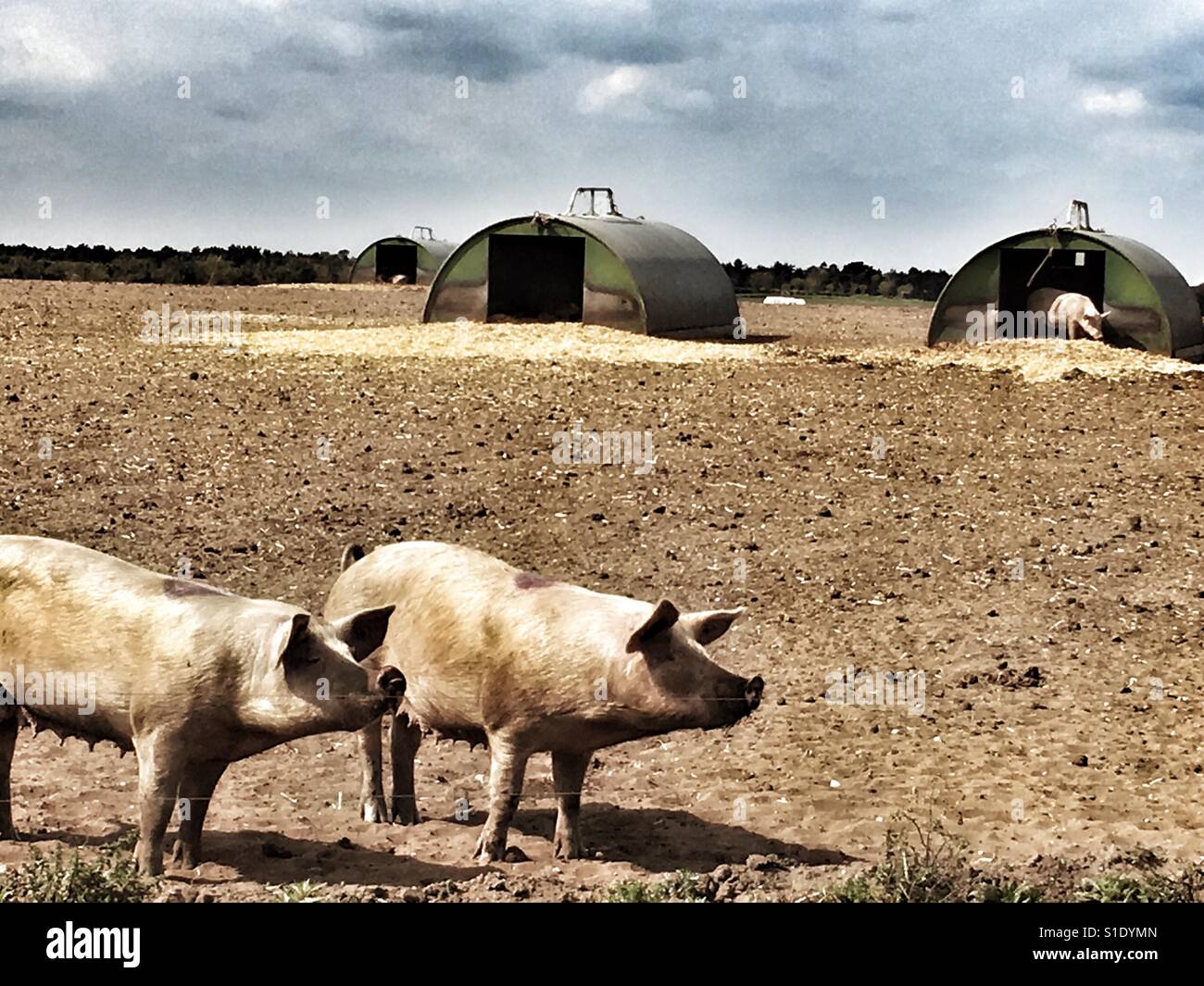 Outdoor reared pigs hi-res stock photography and images - Alamy
