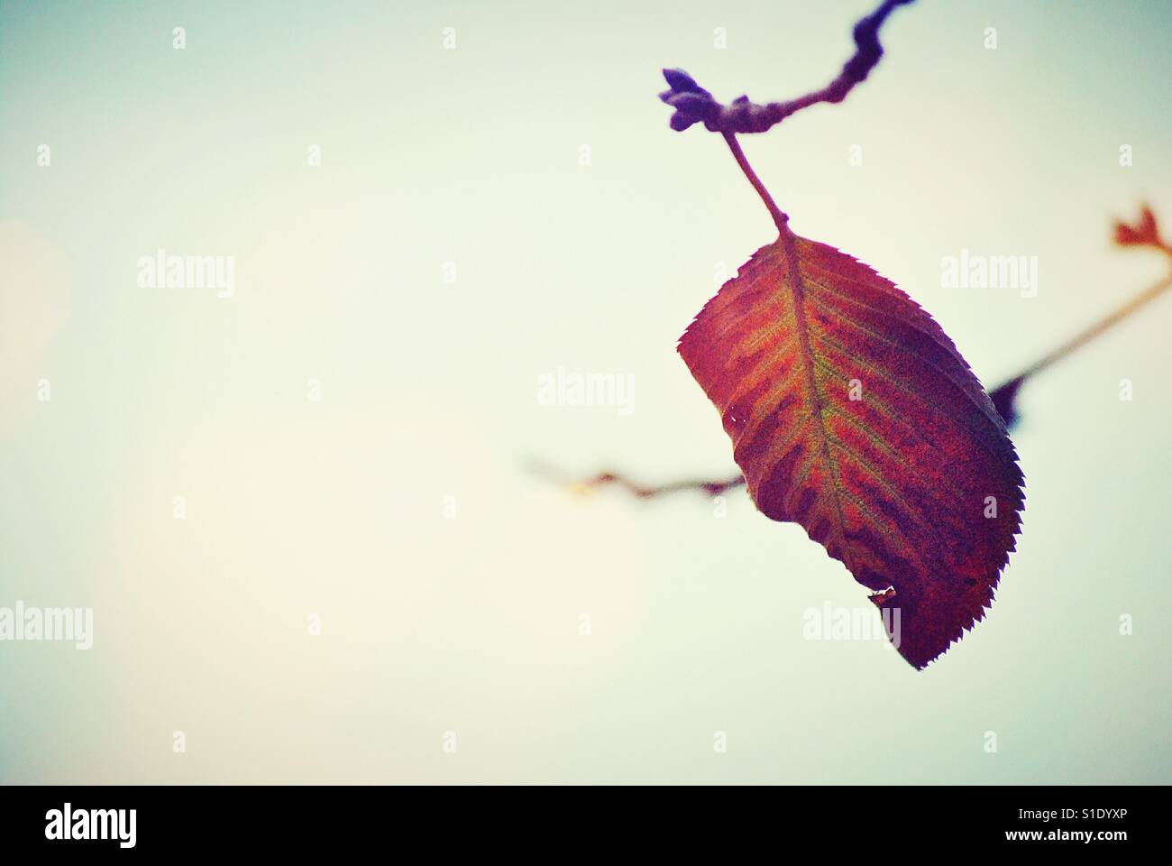 Simple photography hi-res stock photography and images - Alamy