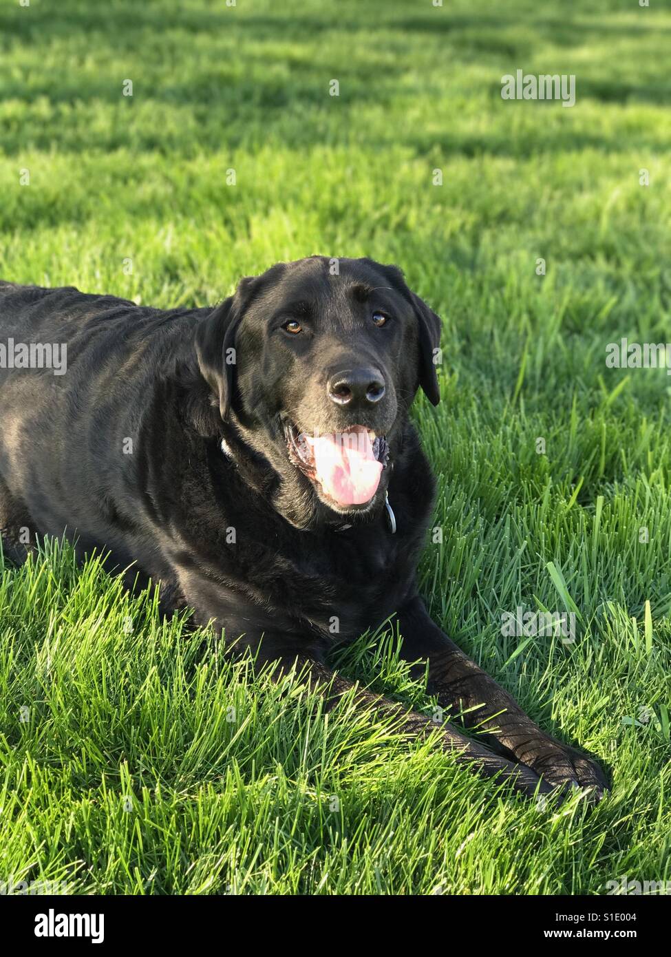 Black Lab Dog Stock Photo - Alamy