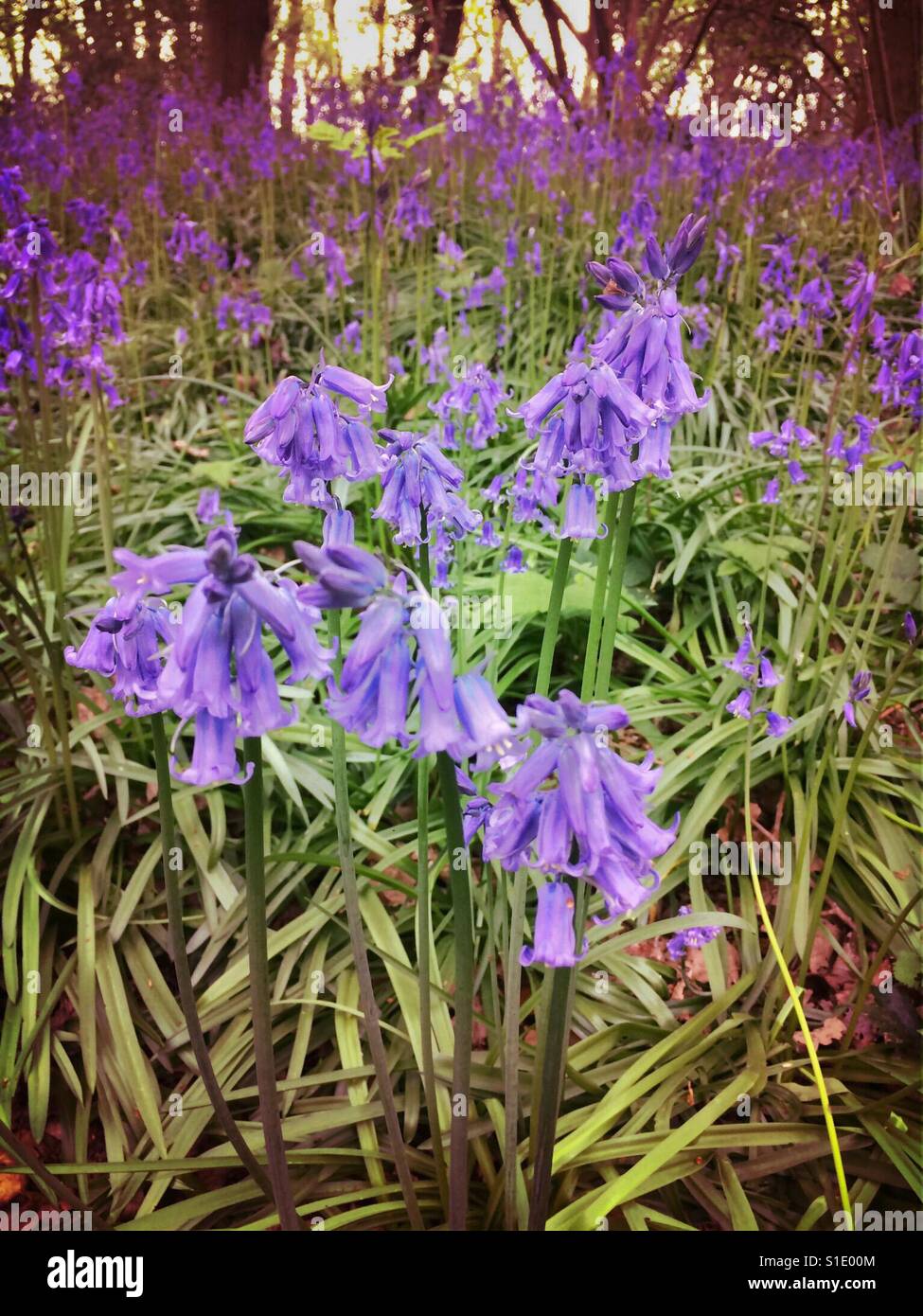 Spring Bluebells in the Wood Stock Photo - Alamy