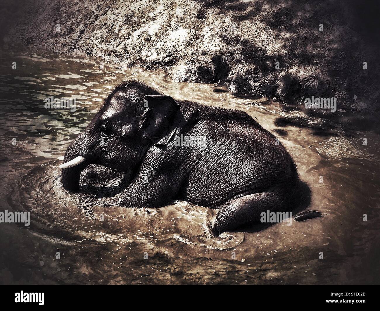 Baby Elephant In Pool