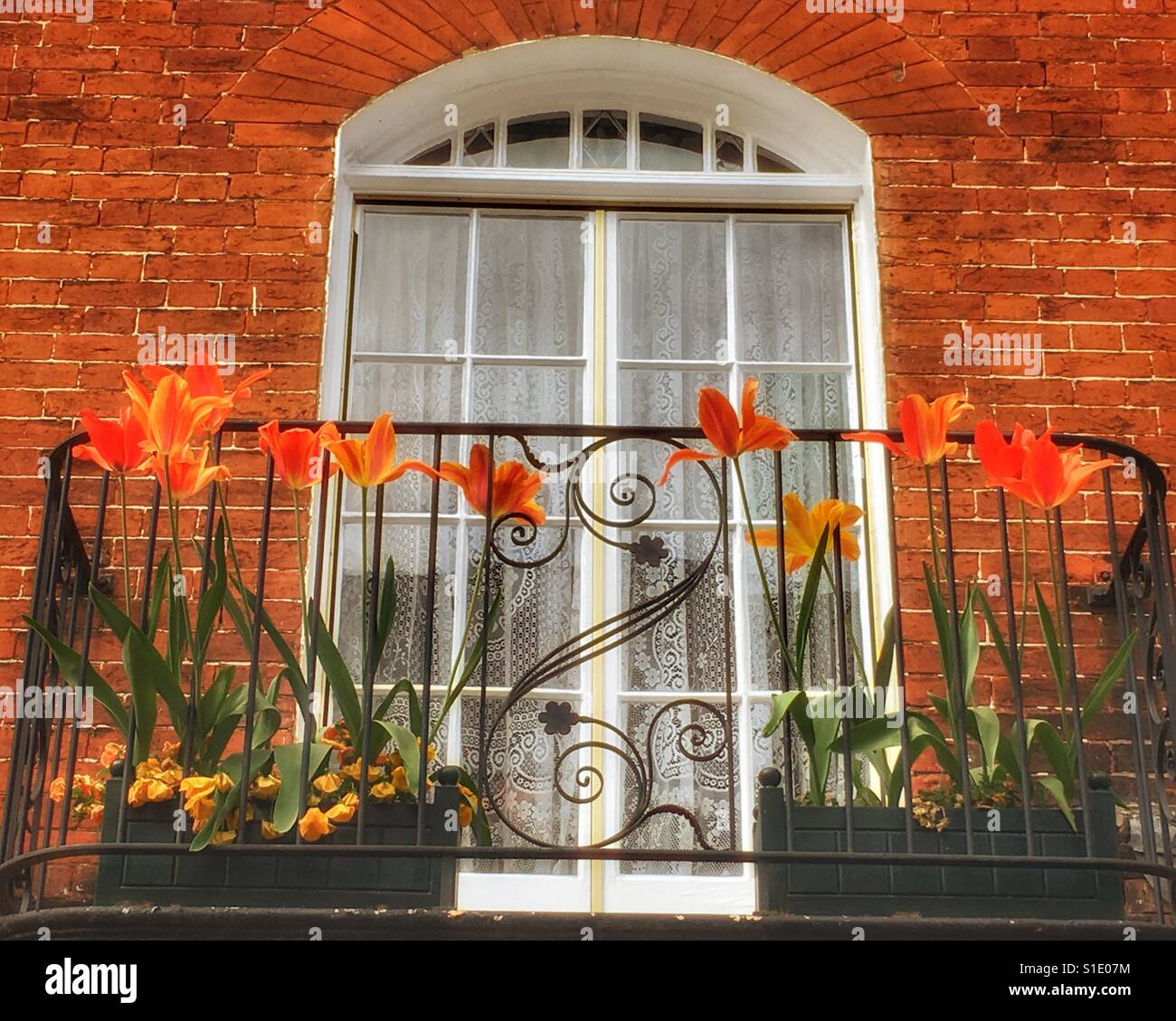 Tulips grown in windows boxes on a balcony of a house in Woodbridge ...