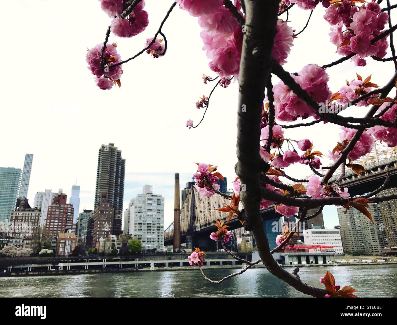 Cherry blossoms new york city hi-res stock photography and images - Alamy