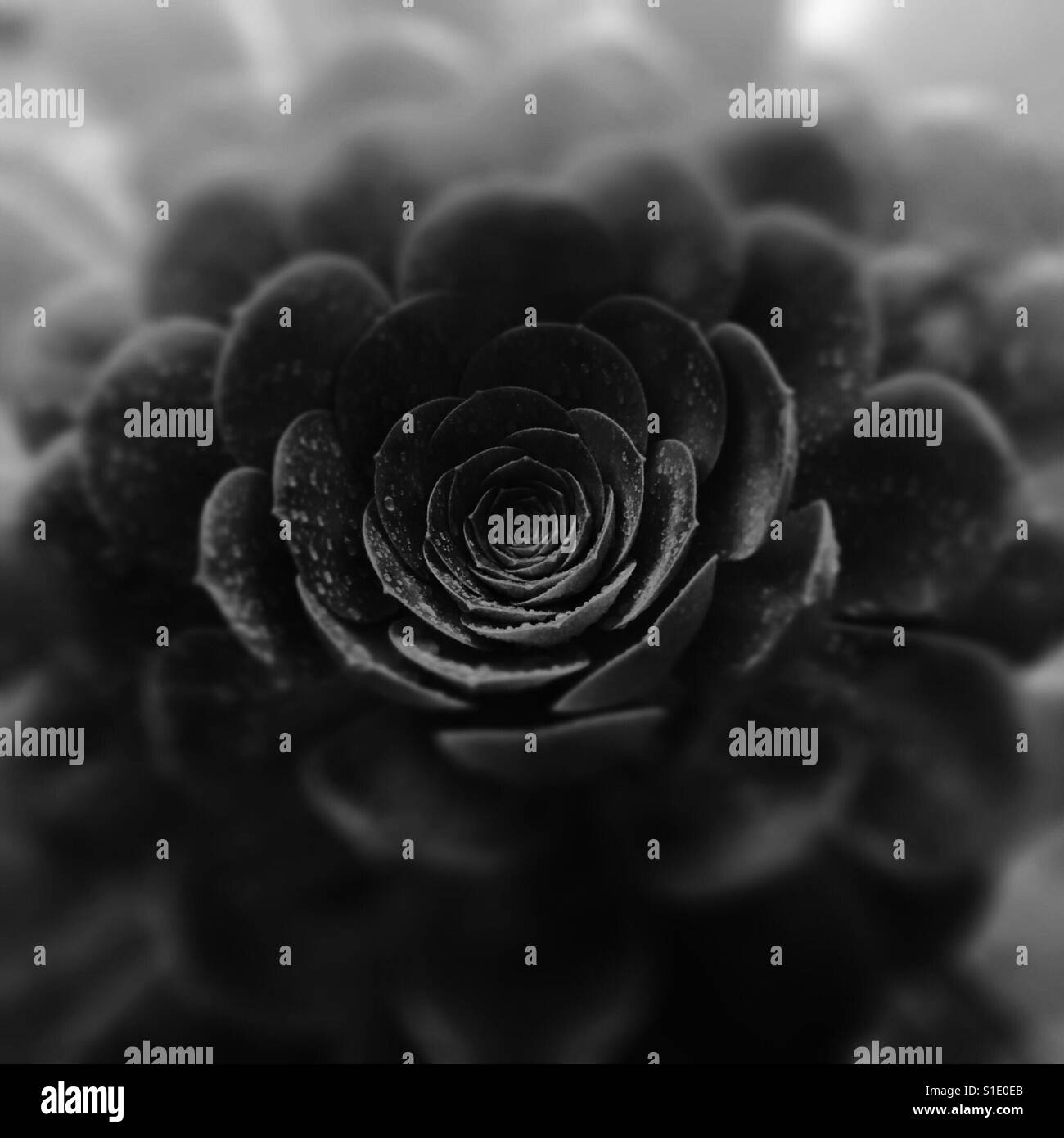 The black hug Stock Photo - Alamy
