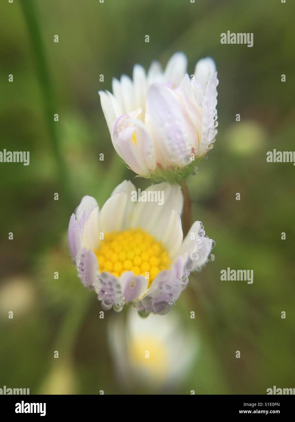 Refreshing morning dew on daisies Stock Photo - Alamy