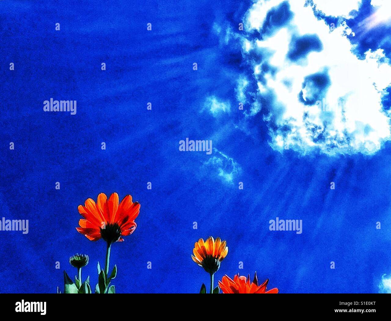 The colours of summer Stock Photo - Alamy