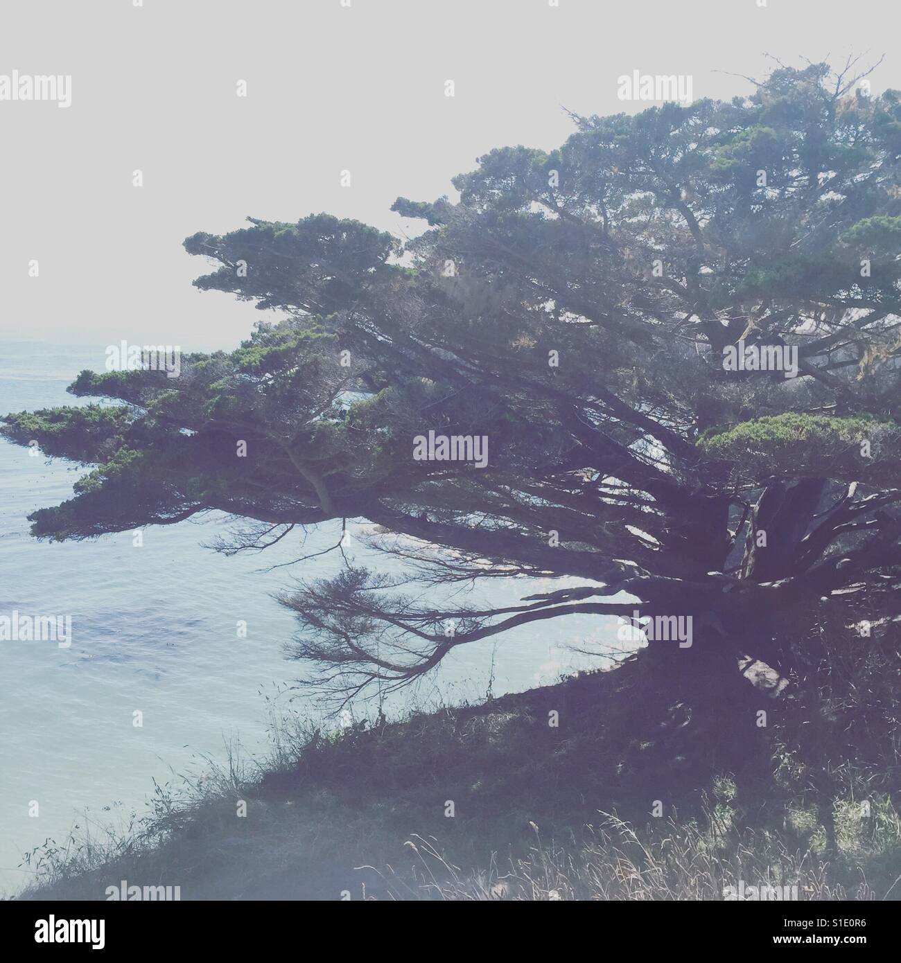 Costal tree hi-res stock photography and images - Alamy