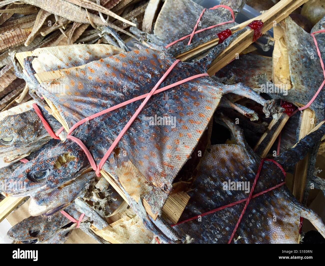 Dried lizard hi-res stock photography and images - Alamy