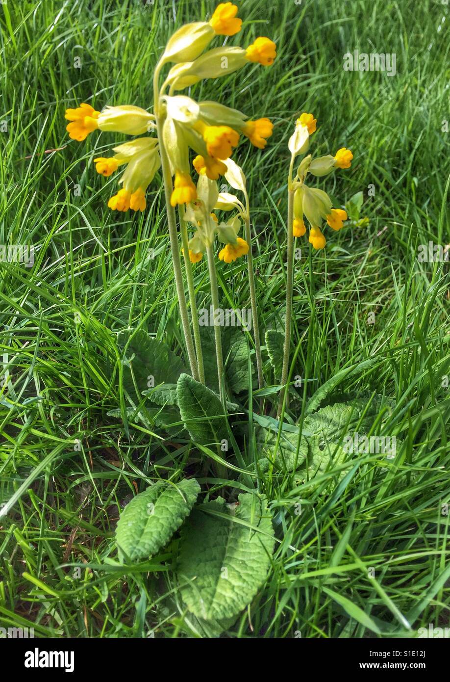 Cowslips spring hi-res stock photography and images - Alamy
