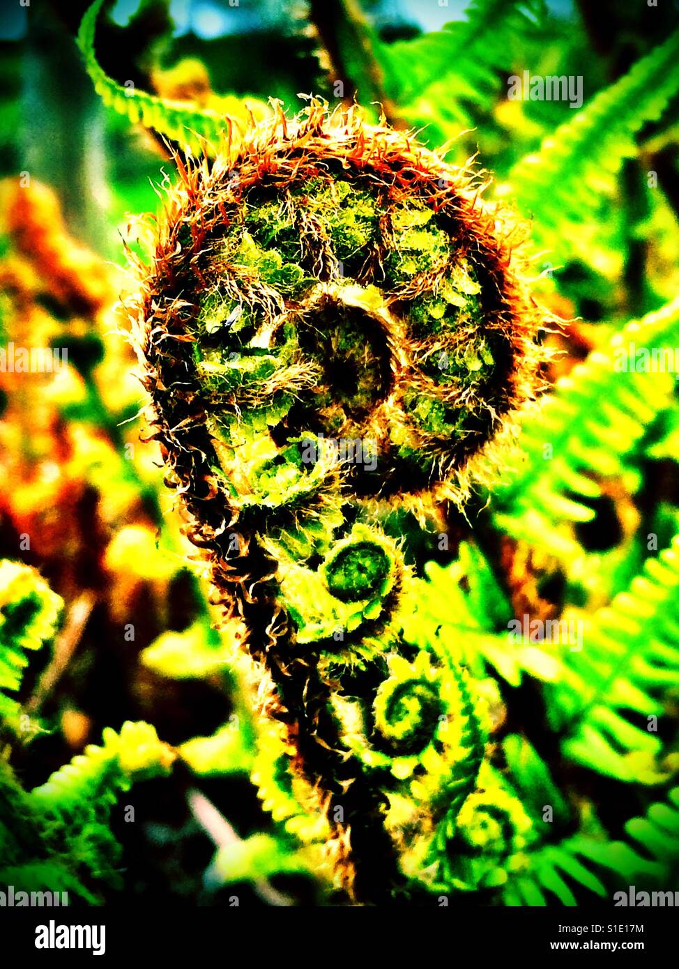Fern unrolling new frond in spring Stock Photo - Alamy