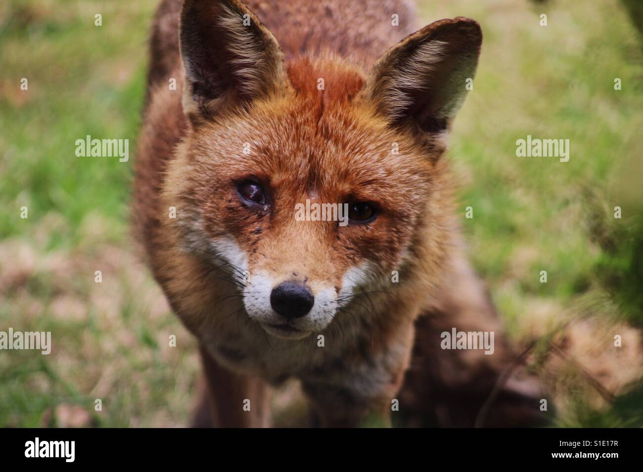 Suburban wildlife hi-res stock photography and images - Alamy