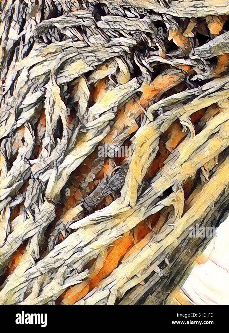 Mesquite tree in texas hi-res stock photography and images - Alamy