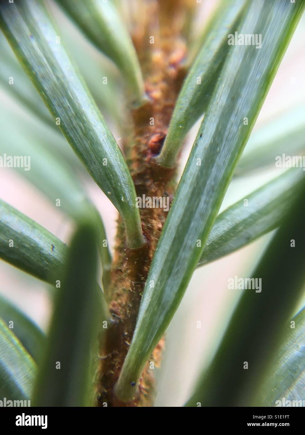 Close up branch Stock Photo - Alamy
