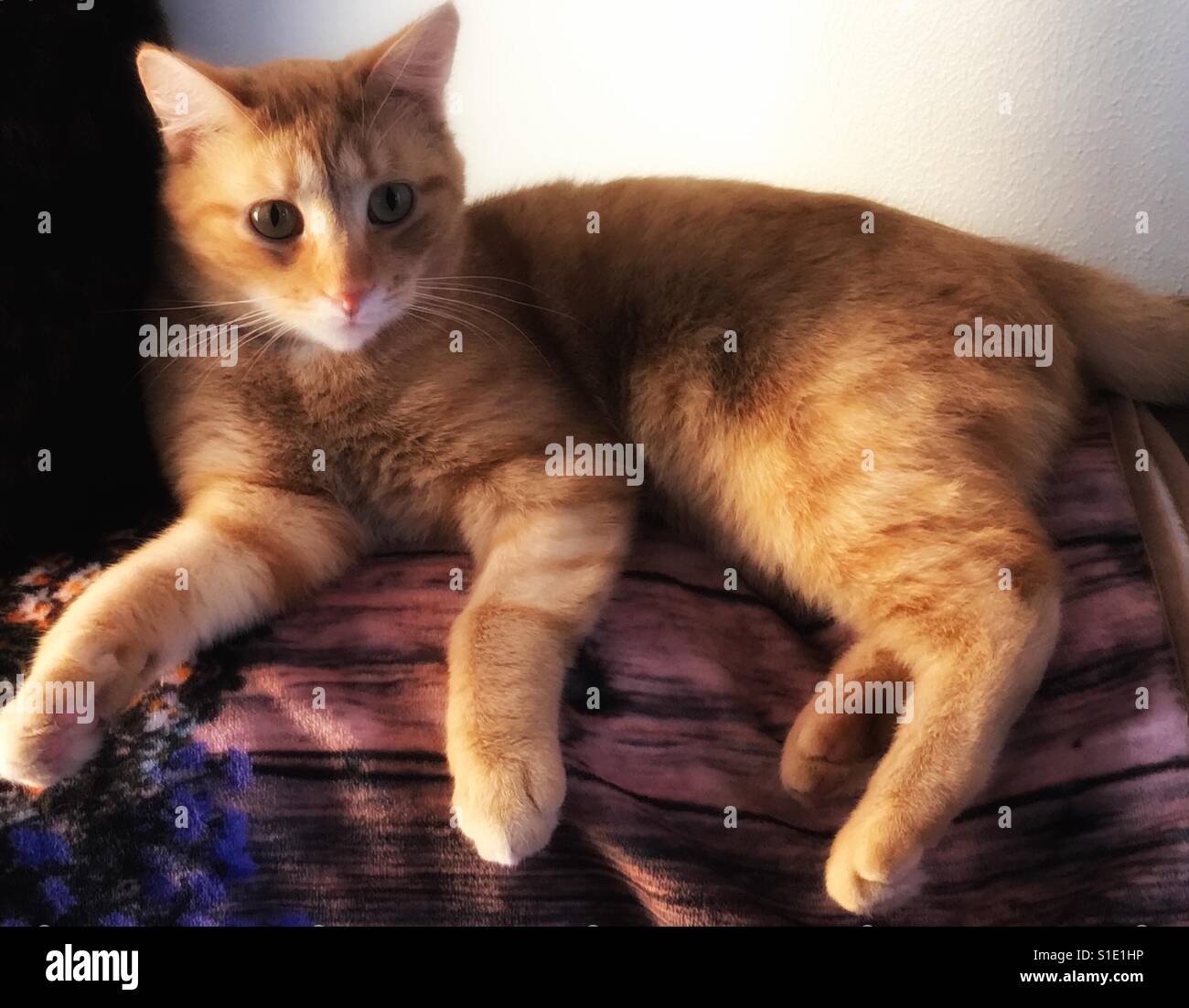Sweet cat hi-res stock photography and images - Alamy
