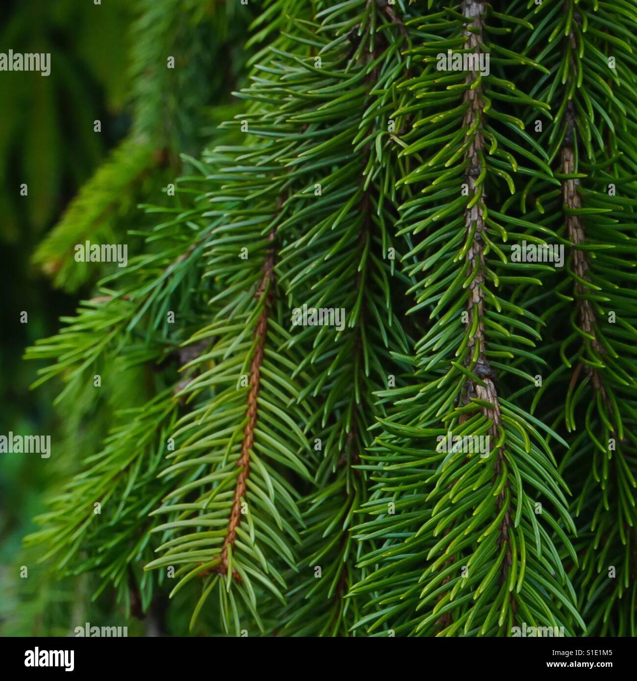 Weeping Pine Tree Stock Photo - Alamy