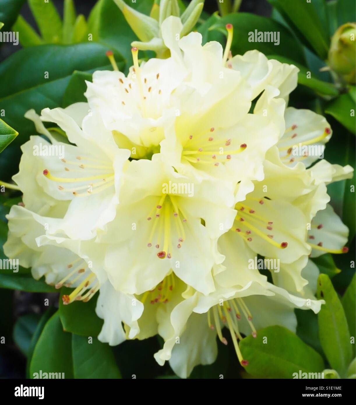 Yellow Rhododendron Blooms Stock Photo - Alamy