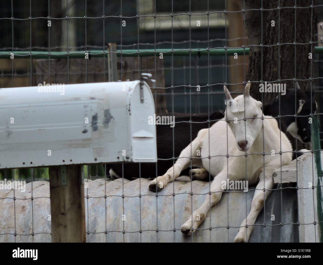 Goat lying on roof next to mail box at goat farm in Boulder Colorado ...