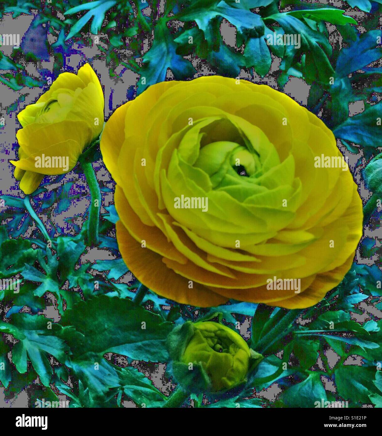 Rich dark greenery foliage hi-res stock photography and images - Alamy