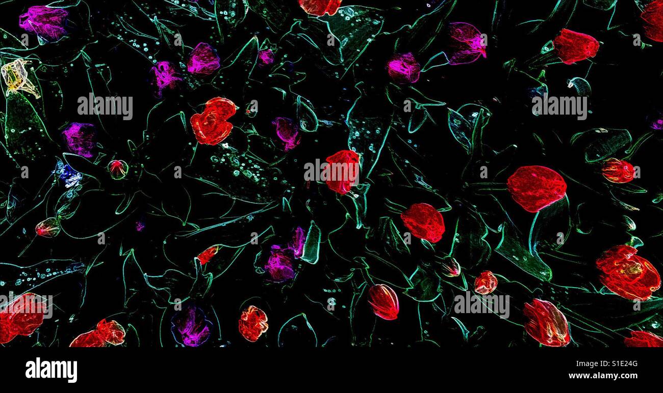 Neon tulips enjoying radiant color at twilight, purple, glorious red ...