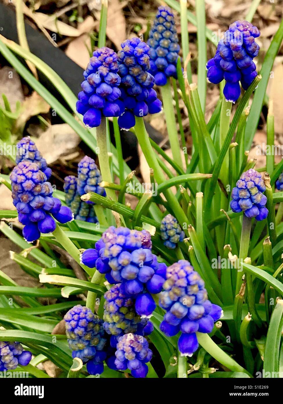 Purple buds hi-res stock photography and images - Alamy