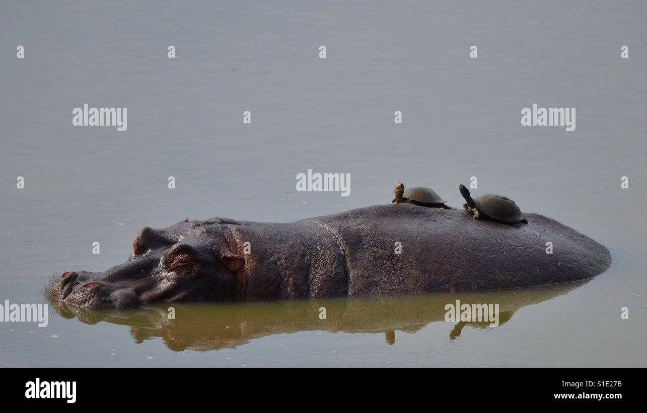Hippo and turtle hi-res stock photography and images - Alamy