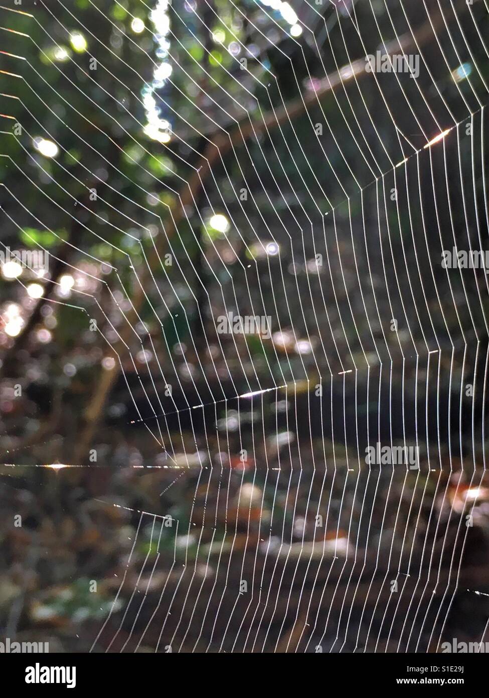 Spider web in the forest Stock Photo - Alamy